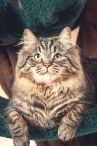 Feline Lower Urinary Tract Disease (FLUTD) - My Vet Animal Hospital