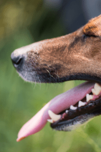 Base Narrow Canines Malocclusion in Dogs - My Vet Animal Hospital