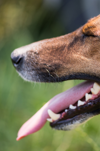 Base Narrow Canines Malocclusion in Dogs - My Vet Animal Hospital