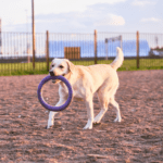 Base Narrow Canines Malocclusion In Dogs - My Vet Animal Hospital