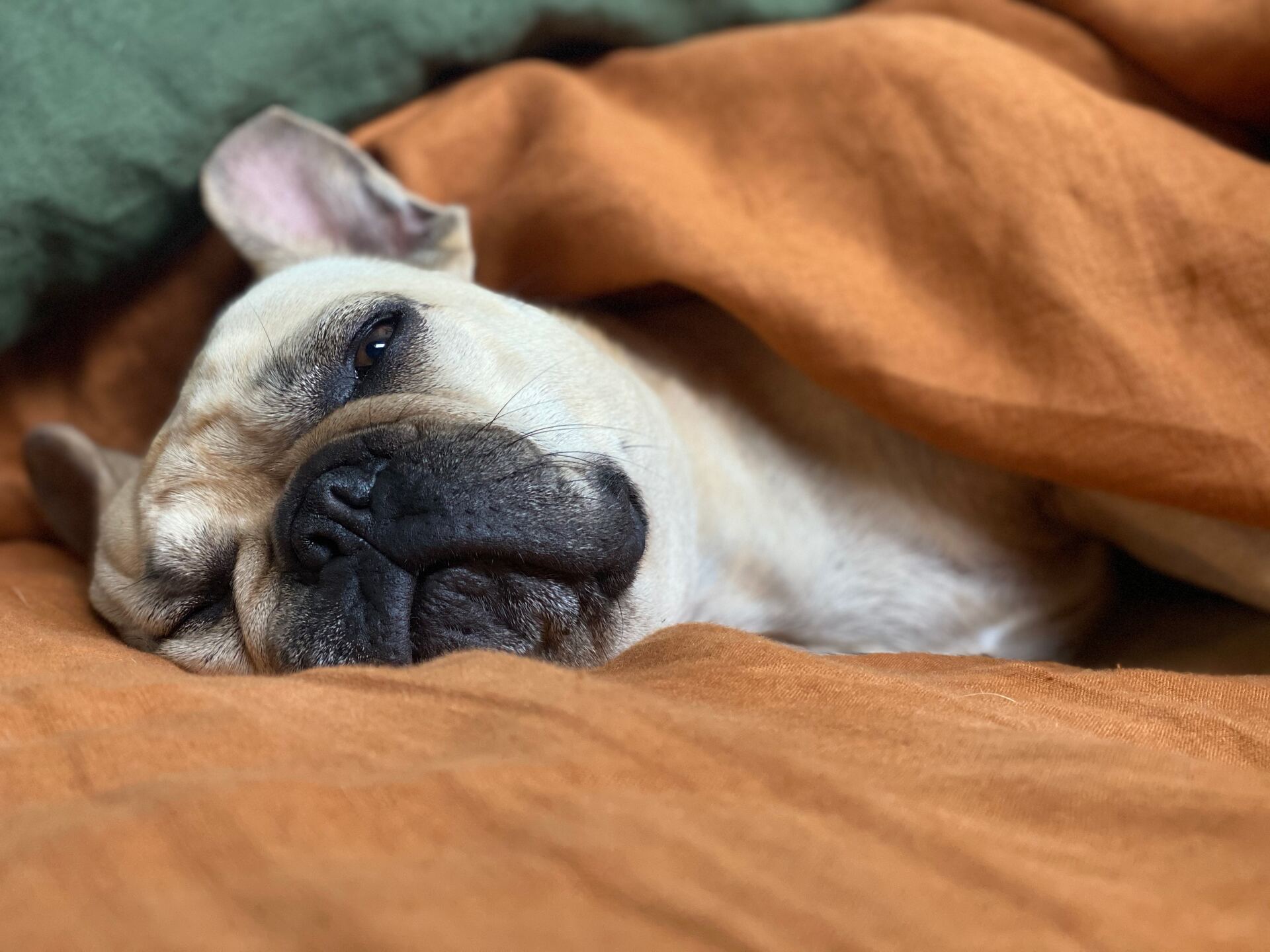 Mast Cell Tumours In Dogs - My Vet Animal Hospital