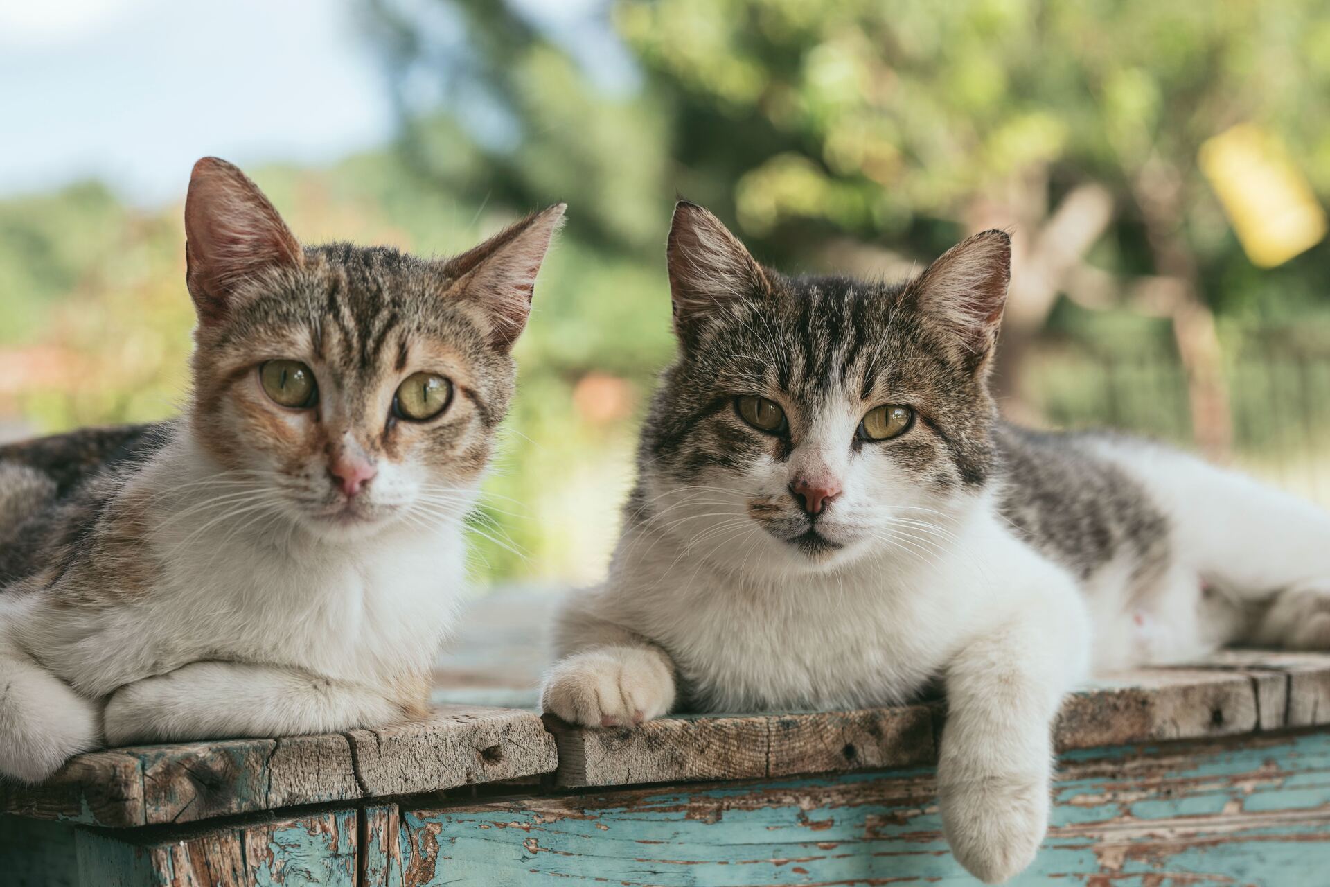 NSAIDS Use In Cats - My Vet Animal Hospital
